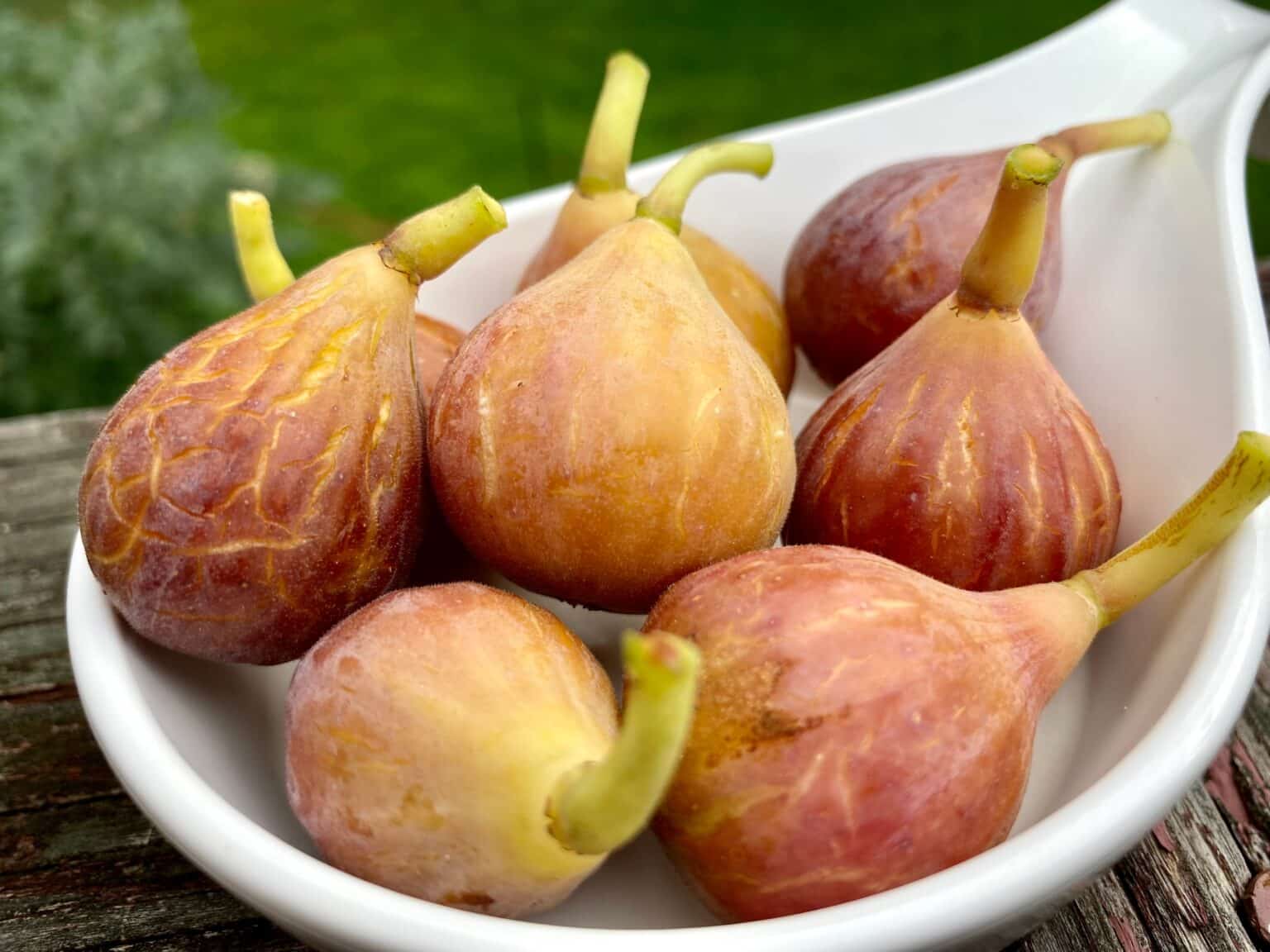 Fig Trees for Sale | New varieties every week| Orchevo.com