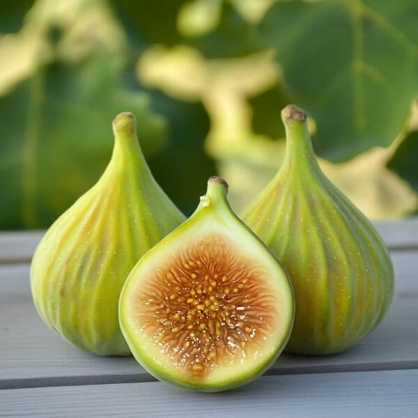 LSU Gold Fig | Large, Honey Flavor & Productive | Orchevo.com